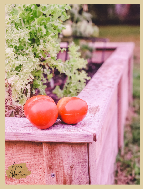 The BEST Shopping List to be Vegetarian on a Budget!