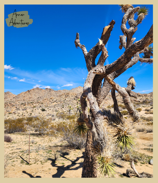 Hiking at Joshua Tree- Simple Guide to Explore the Bucketlist Trails