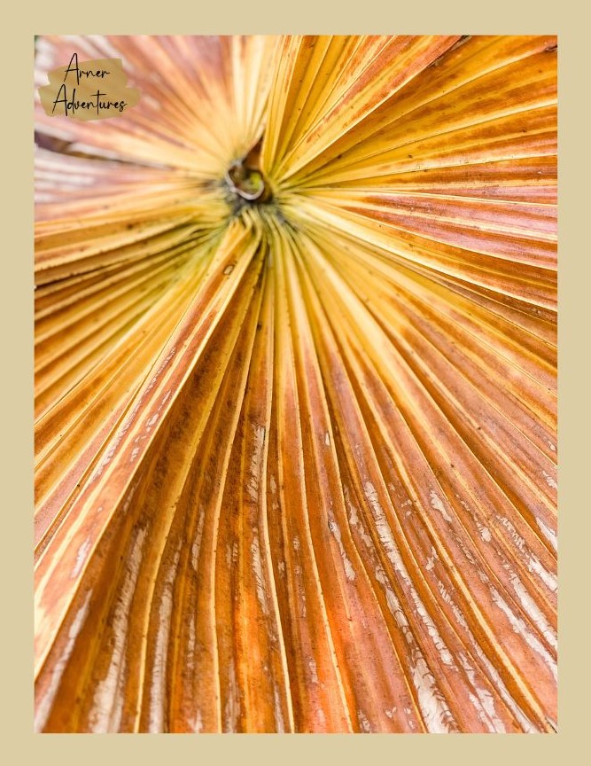 The Kapha Body Type: Unlocking the Power of Kapha Dosha