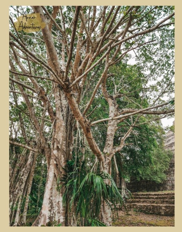 Chacchoben Mayan Ruins- All You Need to Know to Plan Your Visit