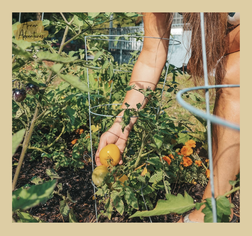 Summer Heat Garden Tips: Help Your Garden Beat the Heat!