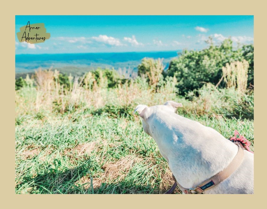 Betty White's Rainbow Adventures- The Best Dog Bucket List