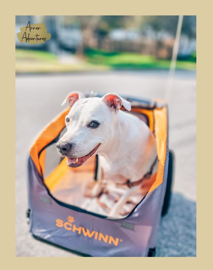 Betty White's Rainbow Adventures- The Best Dog Bucket List