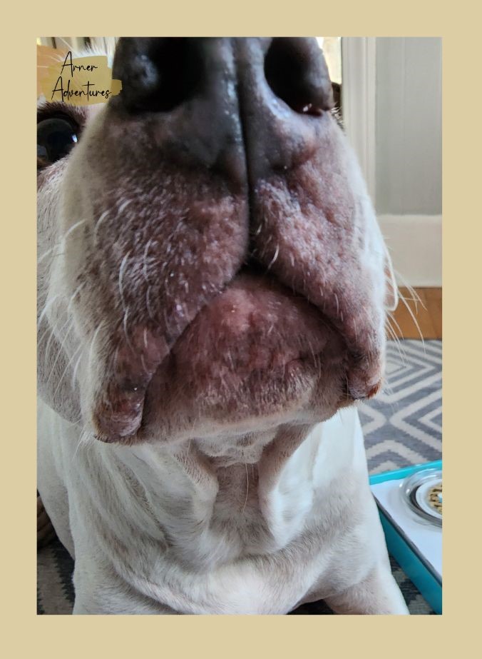 The Best Soft Dog Food for Senior Dogs-Handmade + Store Brand