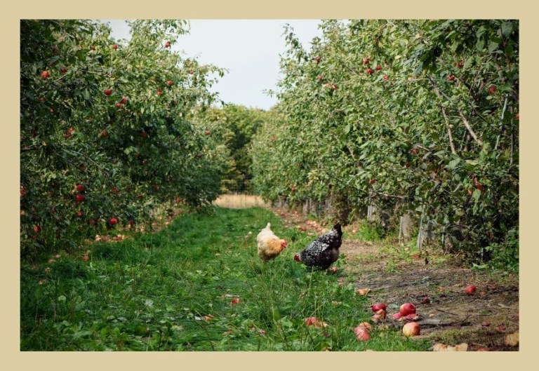 The Best 18 Orchards to Go Apple Picking in NC Mountains (2026)