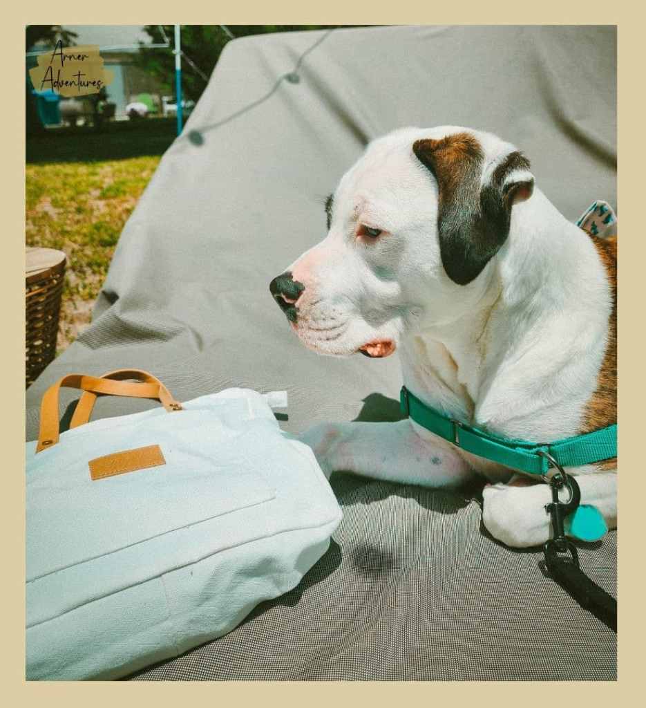 20 Ways to Reuse Your Cozy Earth Tote Bag in Your Daily Life