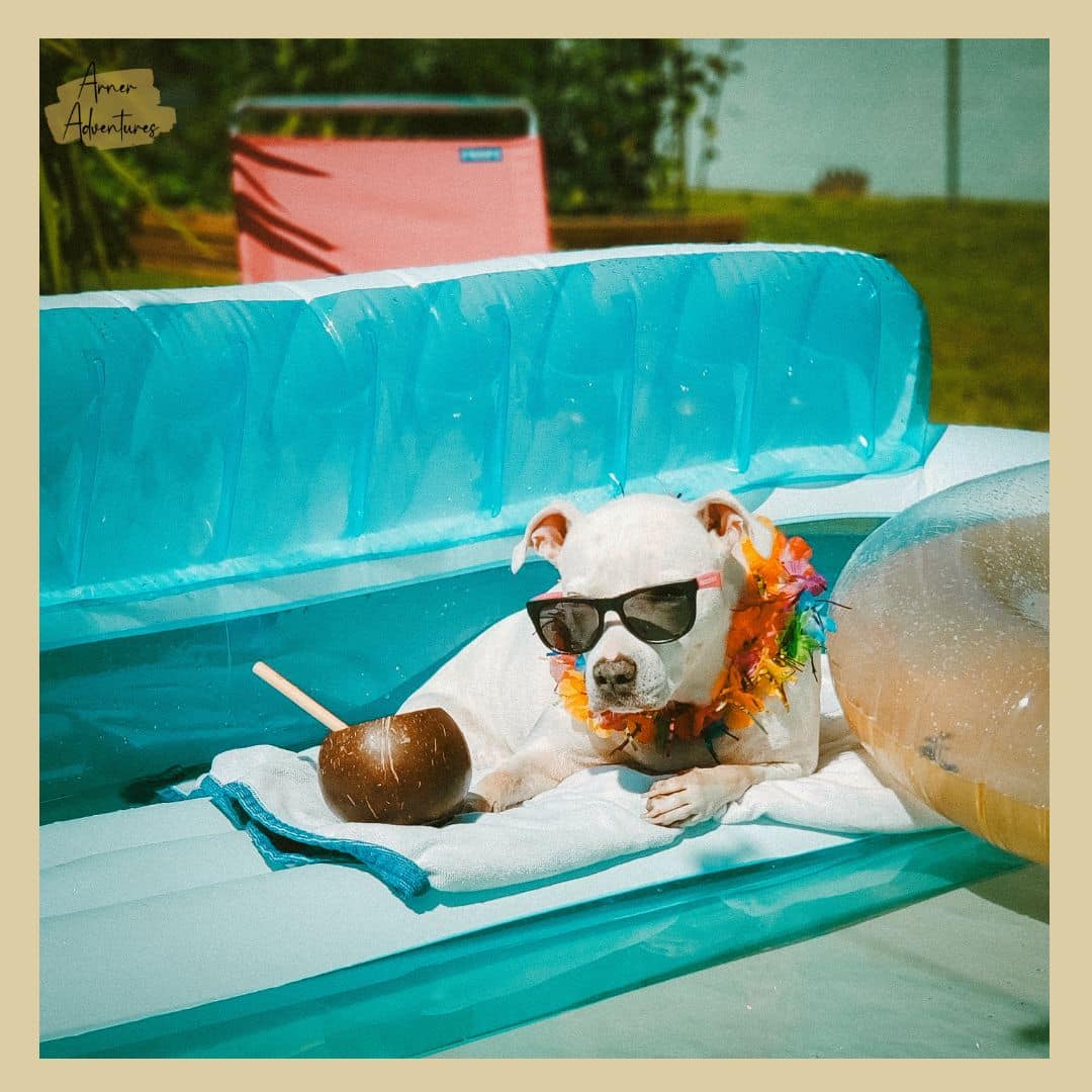 Homemade Dog Sunscreen Recipe (With Natural SPF) for Dogs