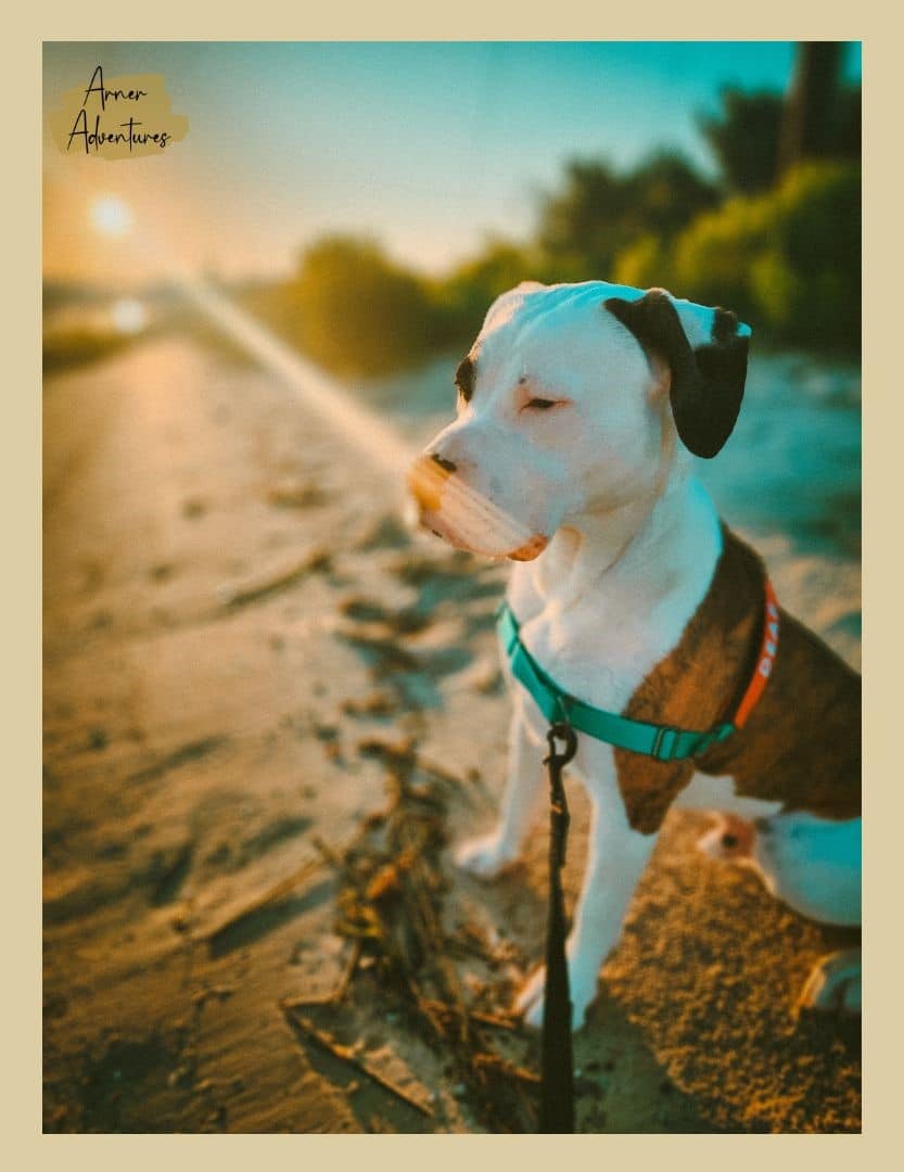 Homemade Dog Sunscreen Recipe (With Natural SPF) for Dogs