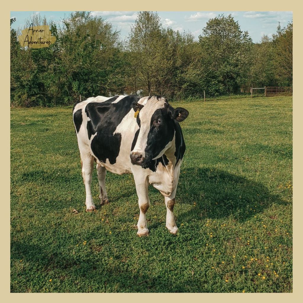 How Does Air and Water Pollution Affect Animals?